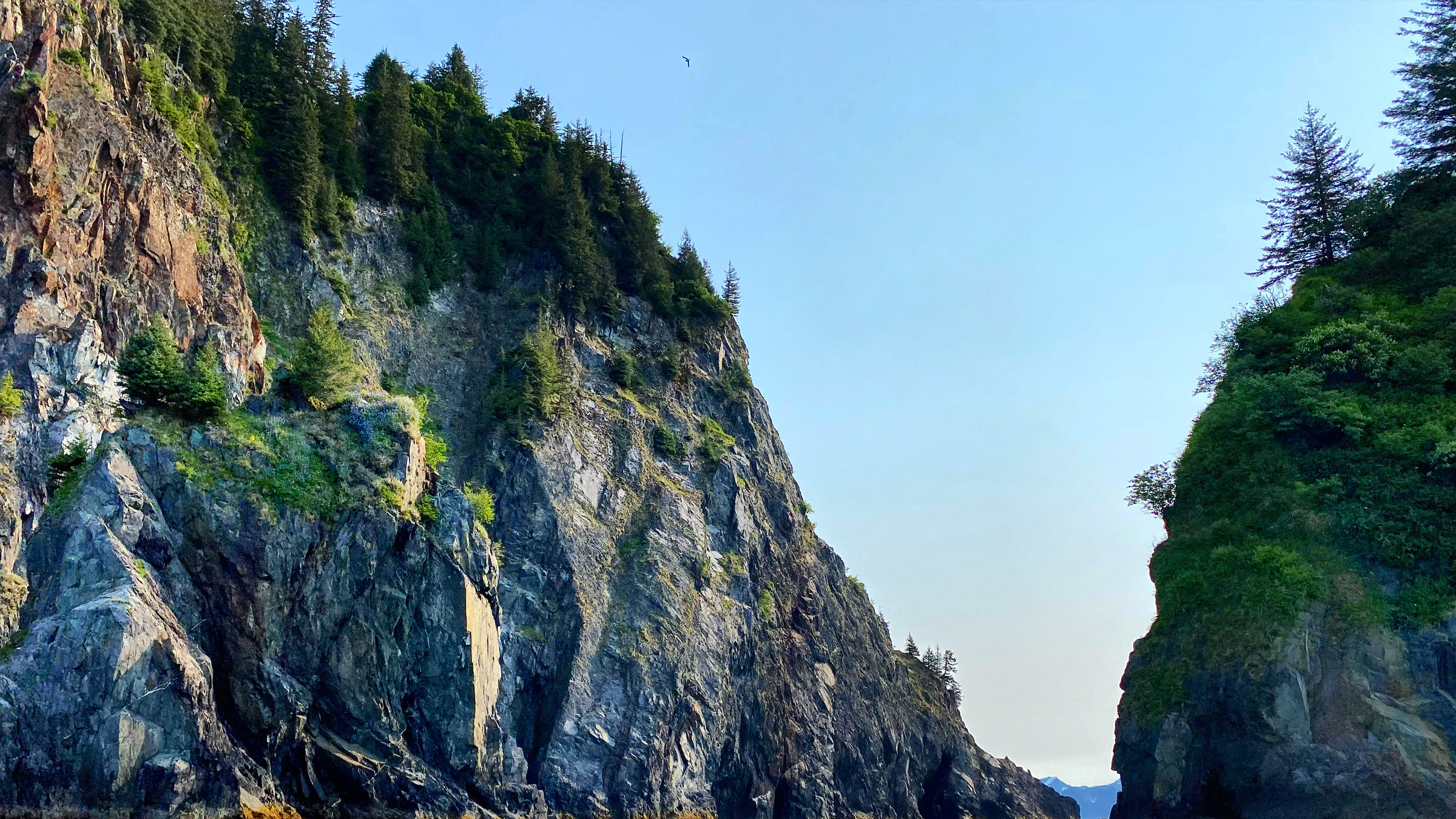 Resurrection Bay Tour | Saltwater Safari Tours